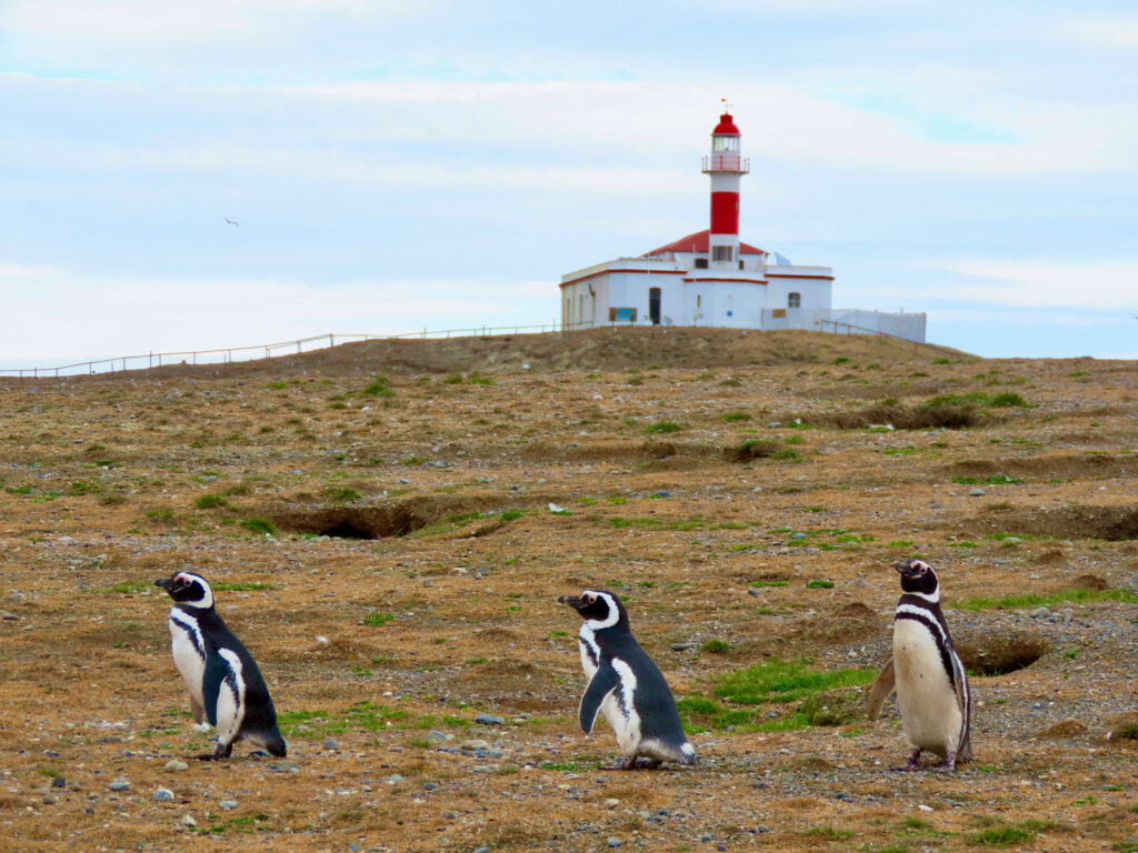 Punta Arenas - Gerry Feehan